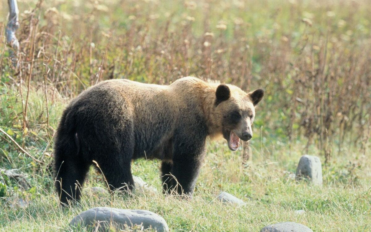「一度味を覚えたら、必ずまたやる」今年も子牛が“怪物ヒグマ”OSO18に背中を食われ…対策班リーダーが見た“異変” | 文春オンライン