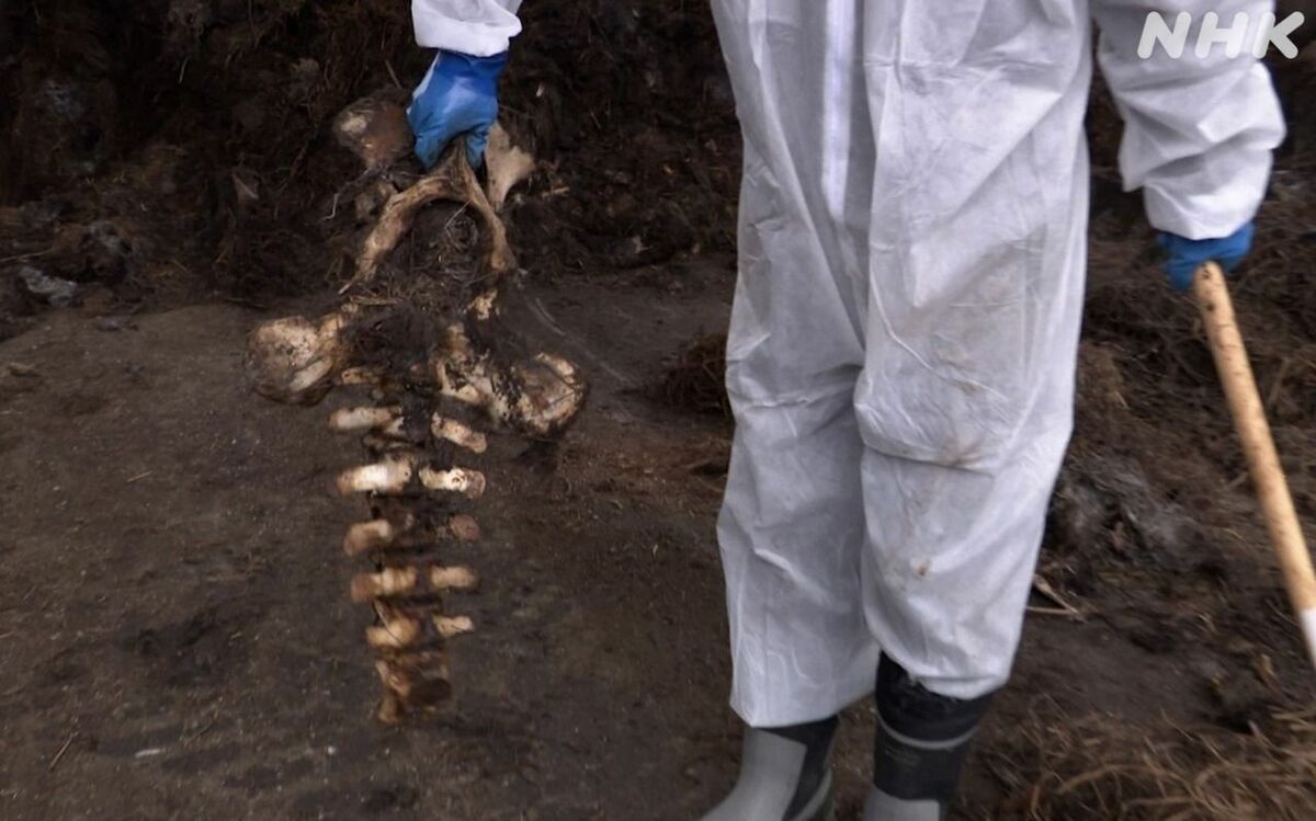「デカッ！」謎のヒグマ・OSO18の骨を“たい肥”の山から4時間かけて発掘…NHKスペシャル取材班が辿り着いたクマの正体 | 文春オンライン