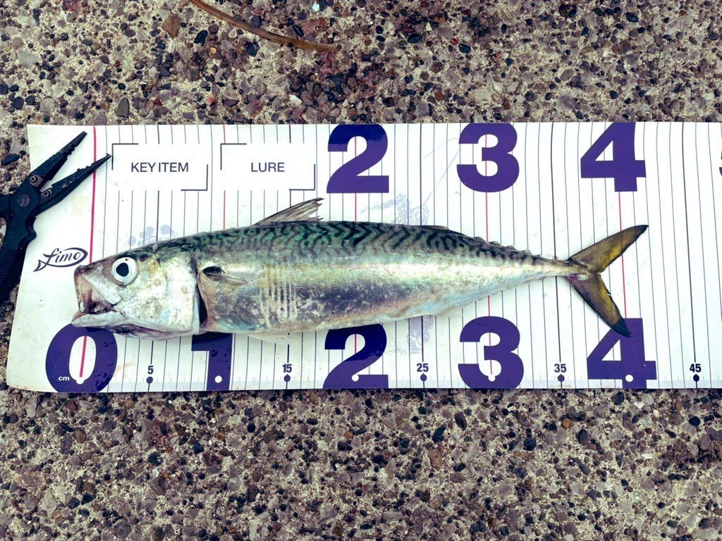 [写真]“コスパ最強”を愛する「節約系釣りYouTuber」がクーラーボックスだけにはお金を惜しまない理由 | 高くても買いたい | 文春オンライン