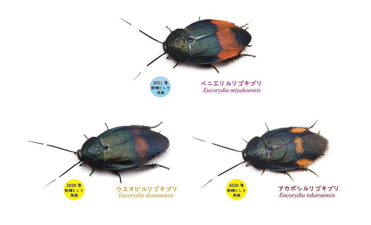 [写真](23ページ目)「絶滅すれば、ほかの生物も絶滅する」「新薬開発にも役立つ」ゴキブリ嫌いの人間が見落とす“彼らの存在意義” | 文春オンライン