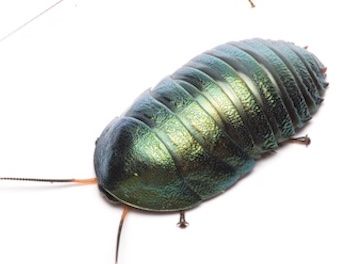 [写真](18ページ目)〈写真あり〉「白いゴキブリを見かけたのですが、幸運の前兆でしょうか」研究者が明かした“世にも珍しい虫”の正体は ...