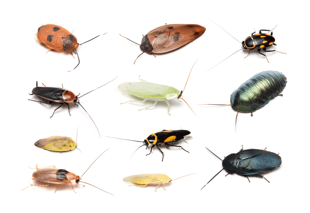 [写真](2ページ目)〈写真あり〉「白いゴキブリを見かけたのですが、幸運の前兆でしょうか」研究者が明かした“世にも珍しい虫”の正体は ...